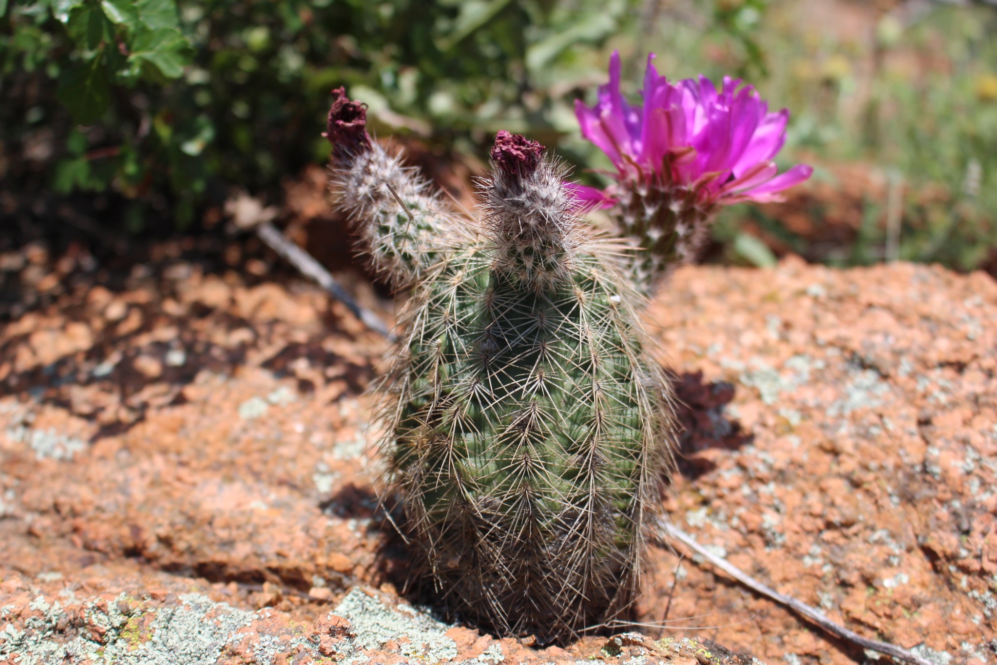 Hiking Kite Trail to Bison Trail Loop – Okie Momma