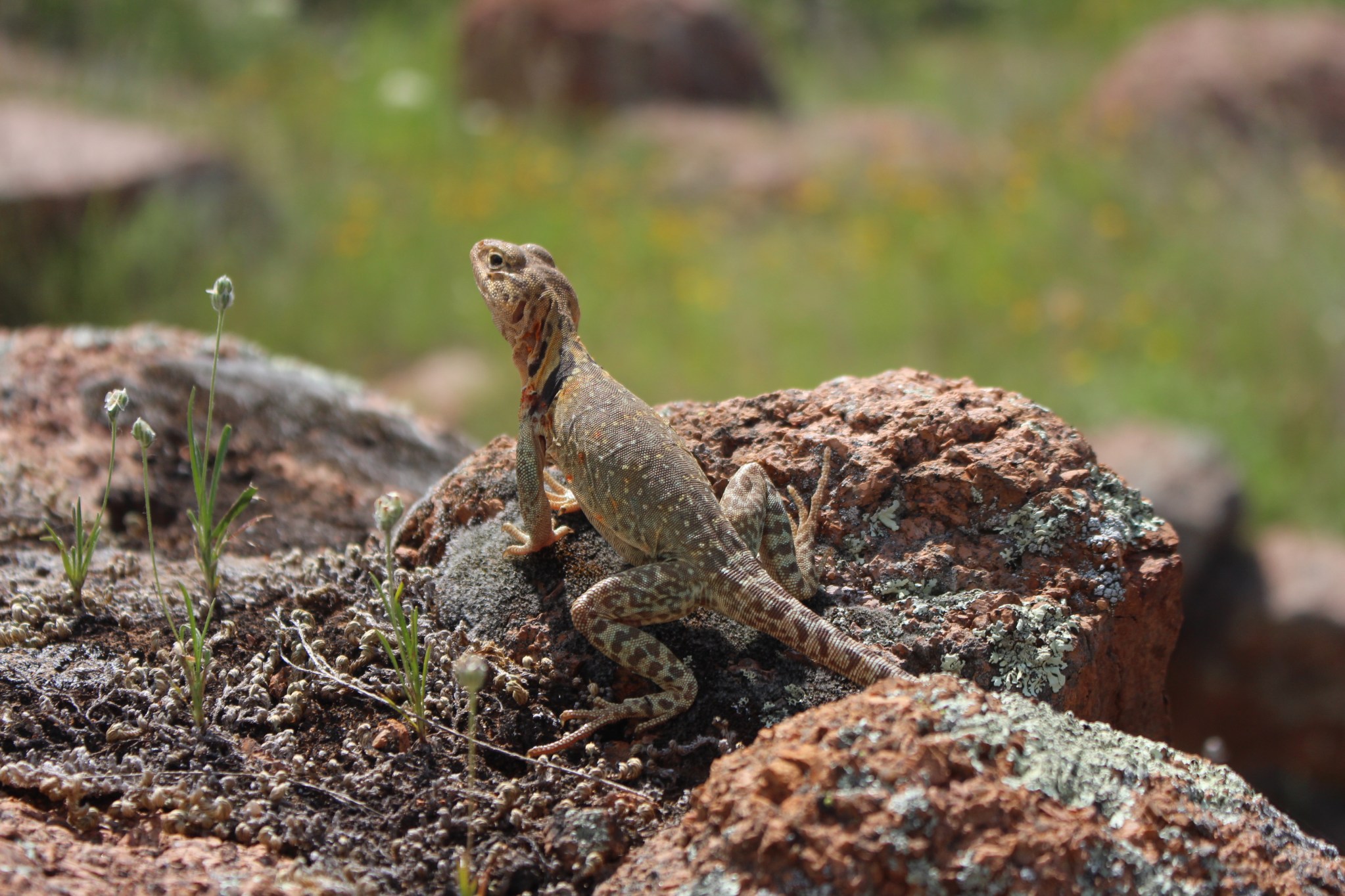 Hiking Kite Trail to Bison Trail Loop – Okie Momma